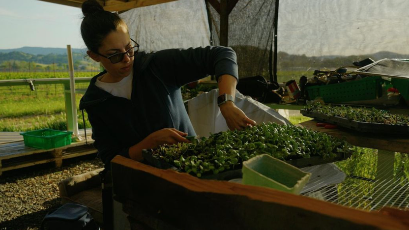 Fresh Veggie Box – Farmfluence