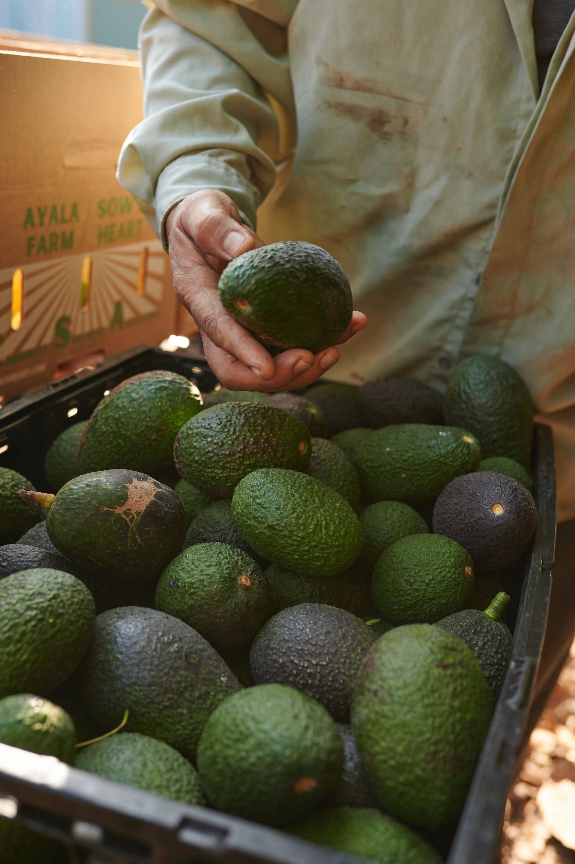 Organic California Avocado Box – Farmfluence